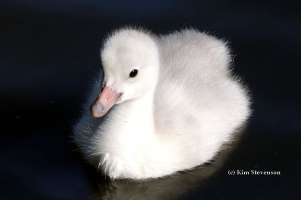 Juvenile Swan Identification | Trumpeter Swan Society