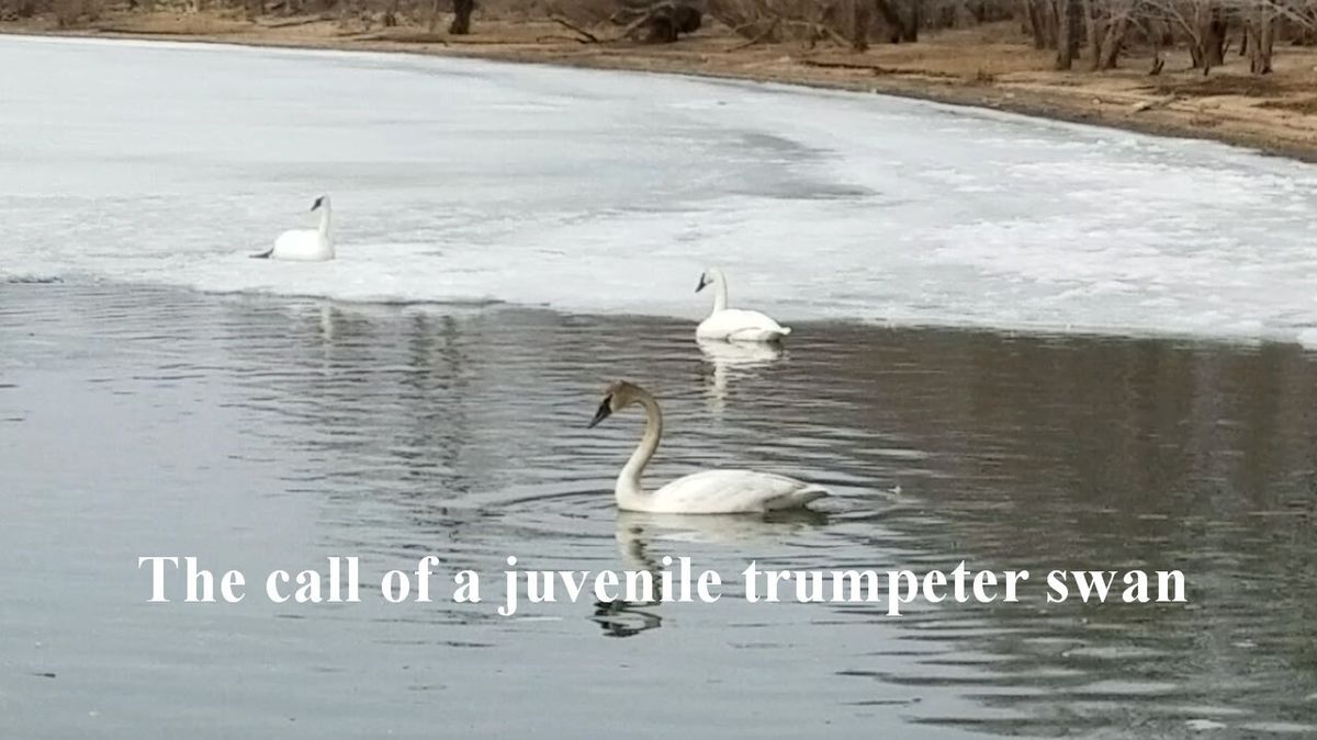 Juvenile Swan Identification | Trumpeter Swan Society