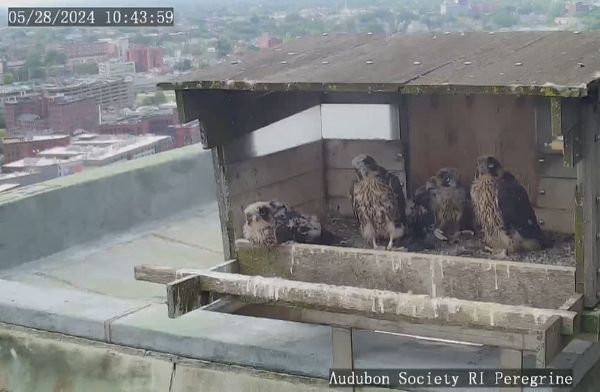 Watch: Peregrine Falcon Cam | Providence, RI | Audubon Society of Rhode ...
