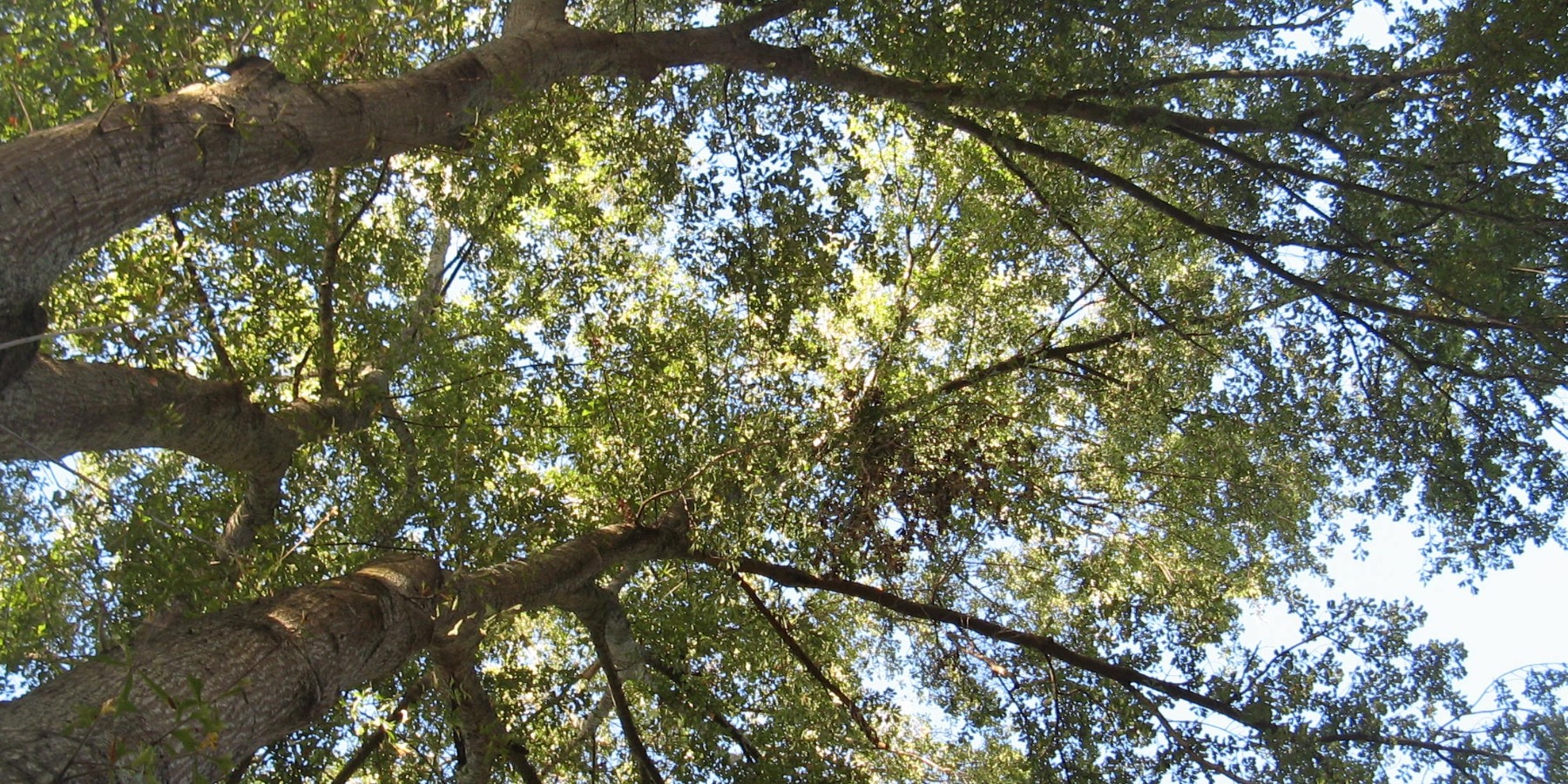 Georgia Tree Council : Home