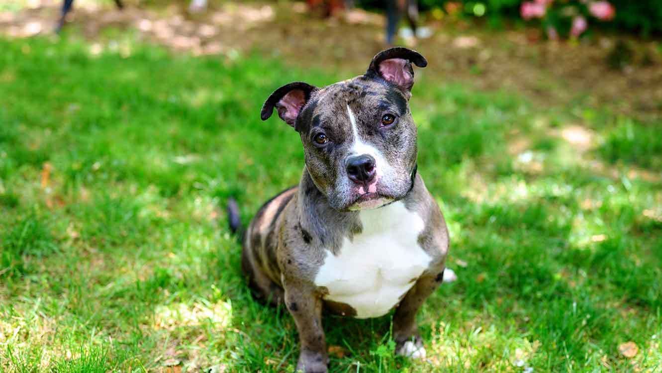 Adopt-A-Dog Animal Shelter | Pet Adoptions & Fosters