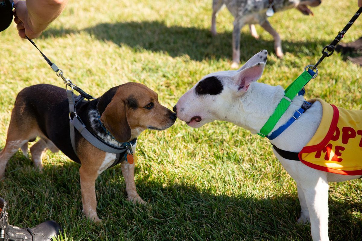 Capital Humane Society | Lincoln, NE | Home