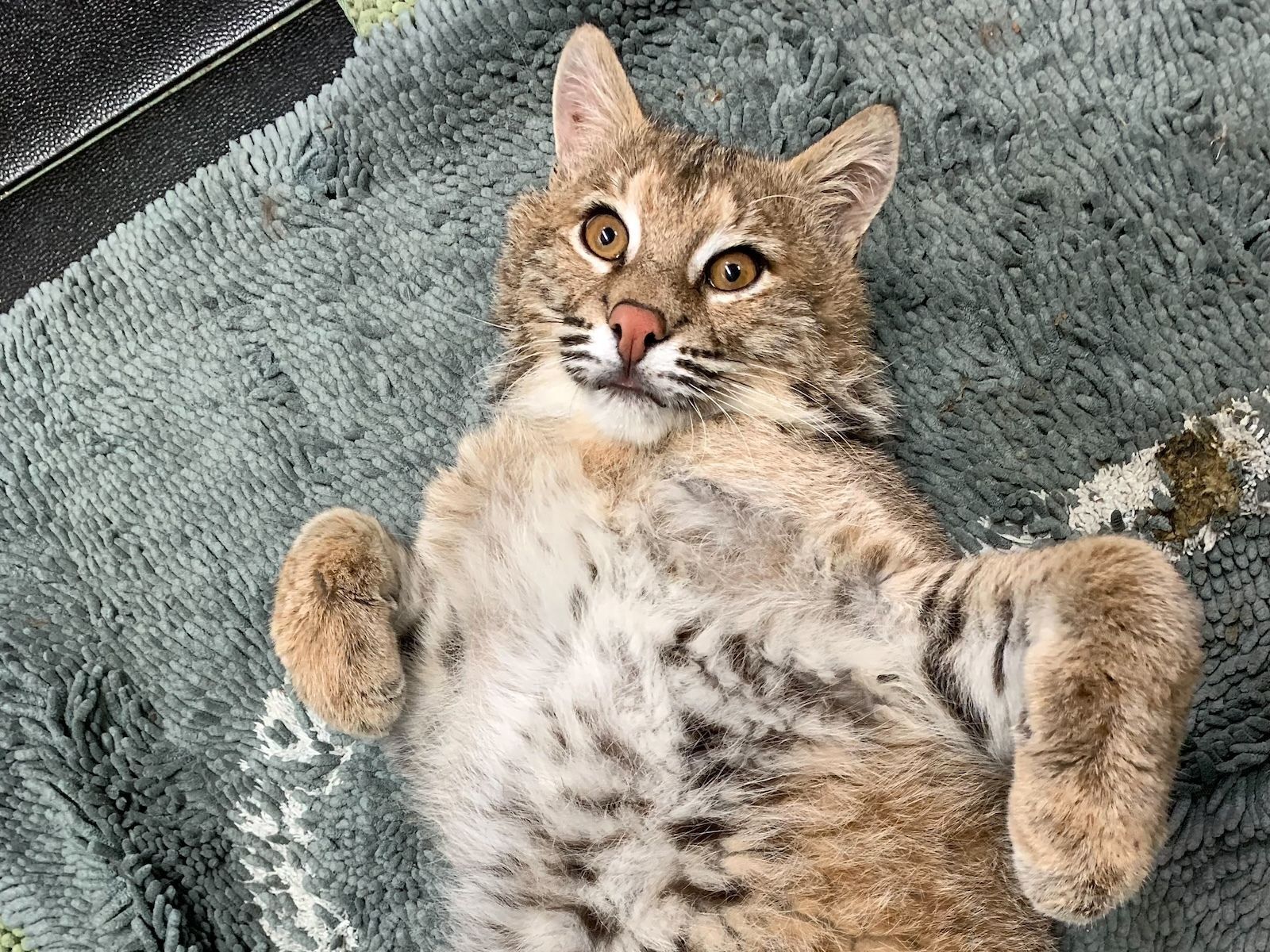 Liam : Ambassador Animals : Education : Acadia Wildlife Center