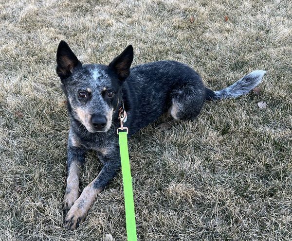 Available Dogs : Adopt or Foster : Nebraska No Kill Canine Rescue