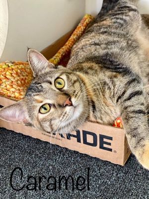 adoptable pets, dog, cat, adopt
