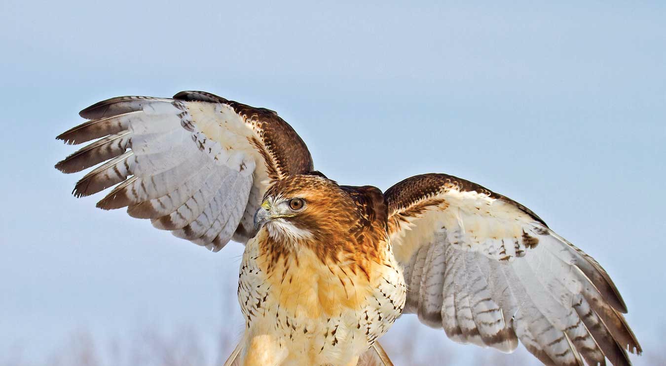 Nebraska Wildlife Rehab, Inc. : Wildlife Help : Found a Wild Animal ...