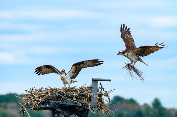 Osprey Monitoring Program | Audubon Society of Rhode Island