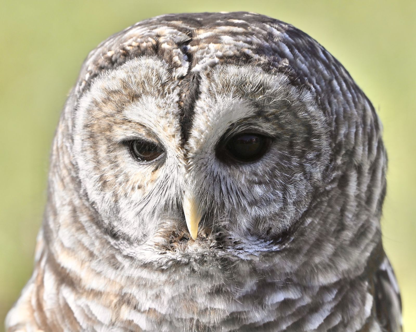 Owl Moon Raptor Center Birds of Prey Rehabilitation
