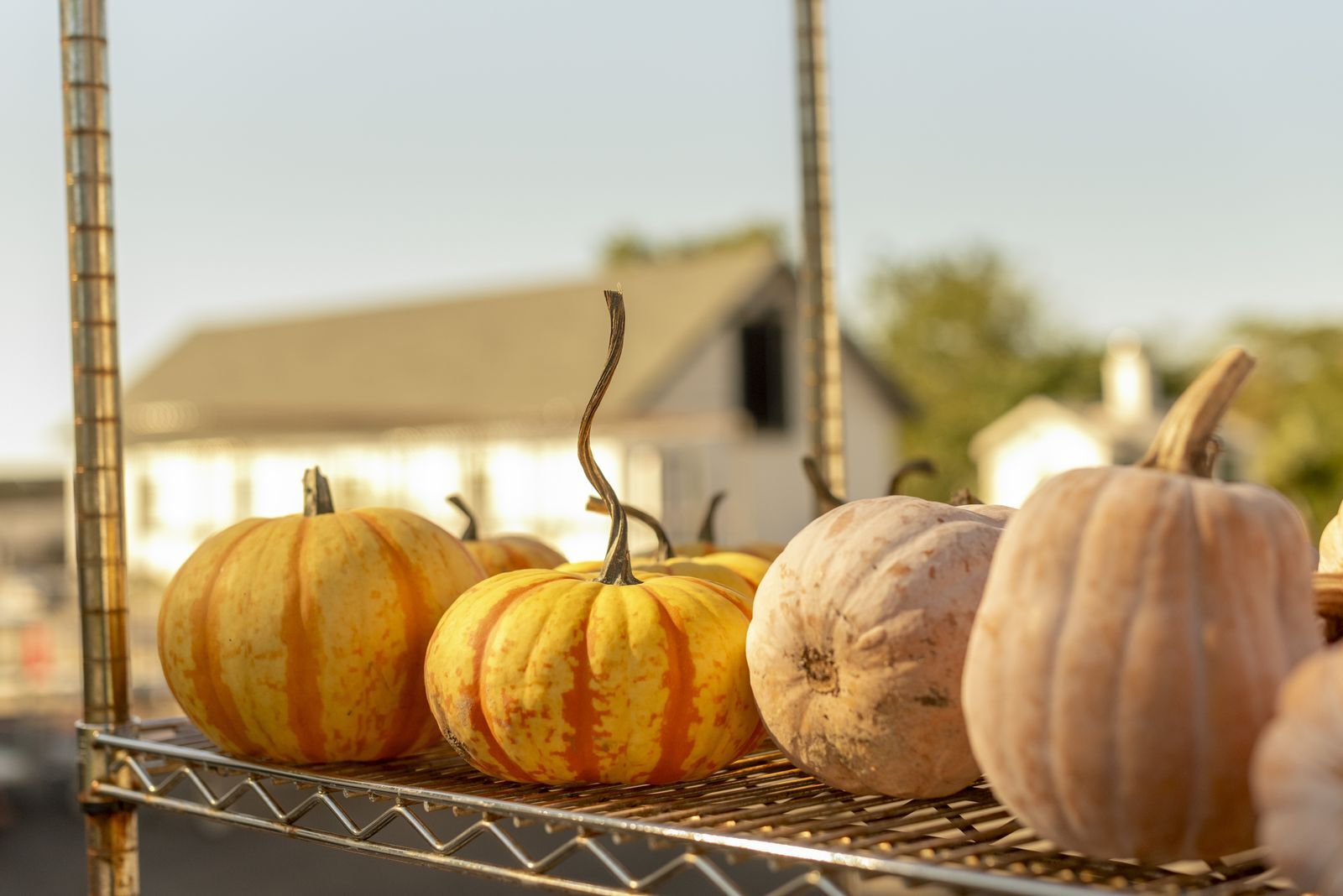 Home : The Friends of Hilltop Hanover Farm