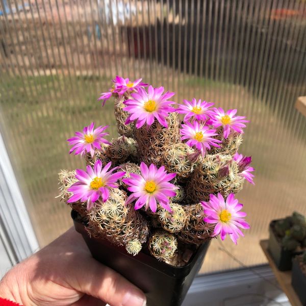 Gallery : Community : Colorado Cactus & Succulent Society