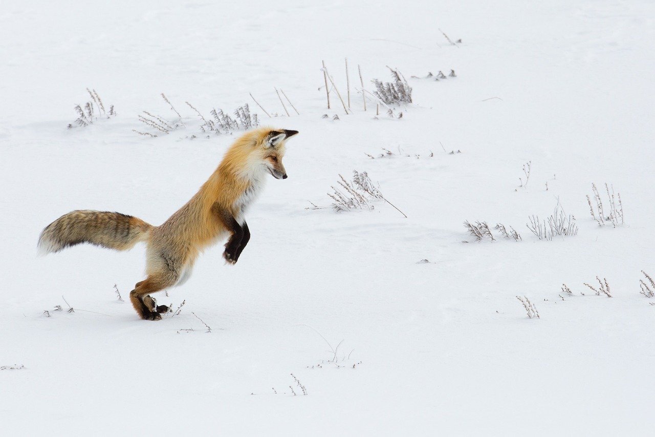 Discover How The Amazing Fox Uses Earth’s Magnetic Field | Fox Adaptations