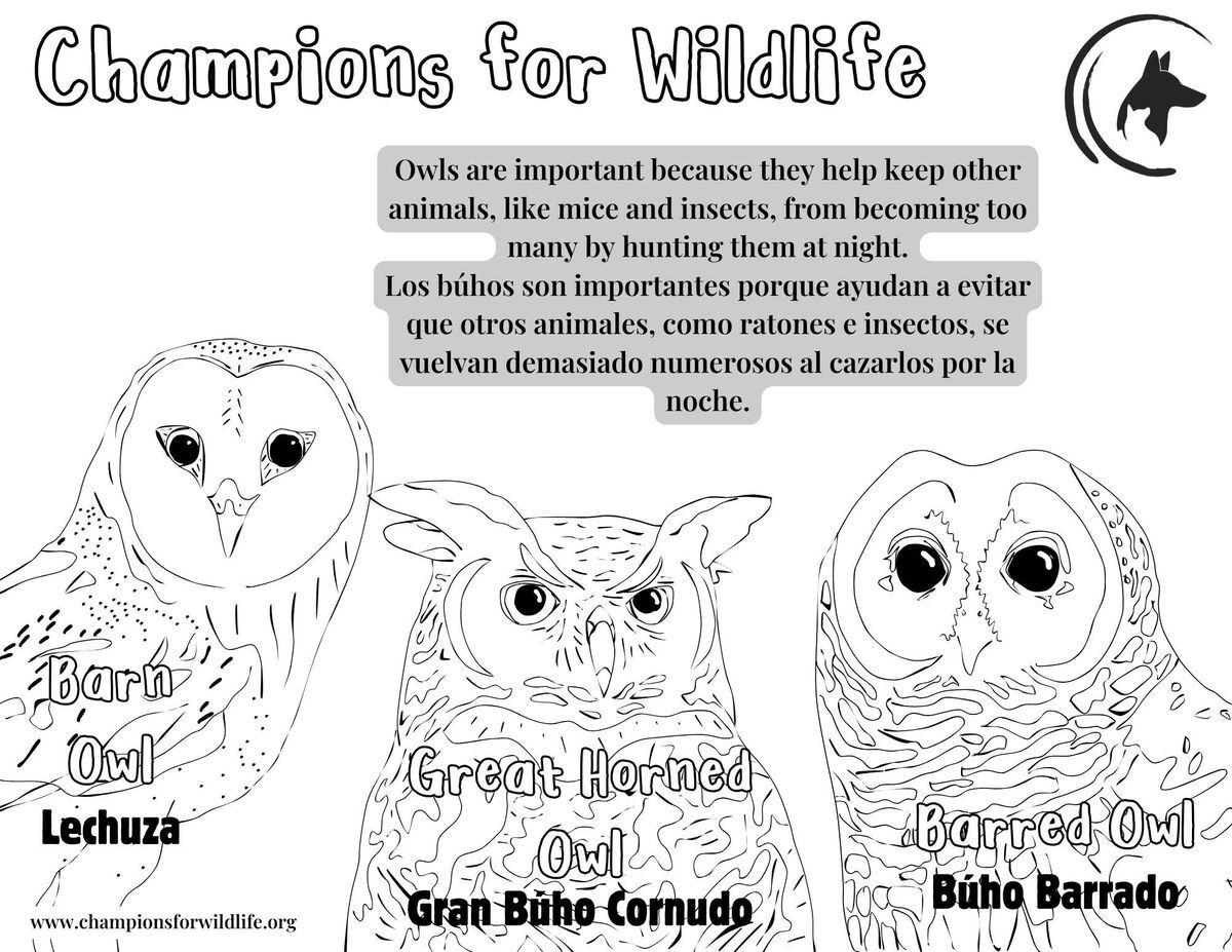 Amazing Owls for Kids | Fun Facts, Exploration & Learning Activities