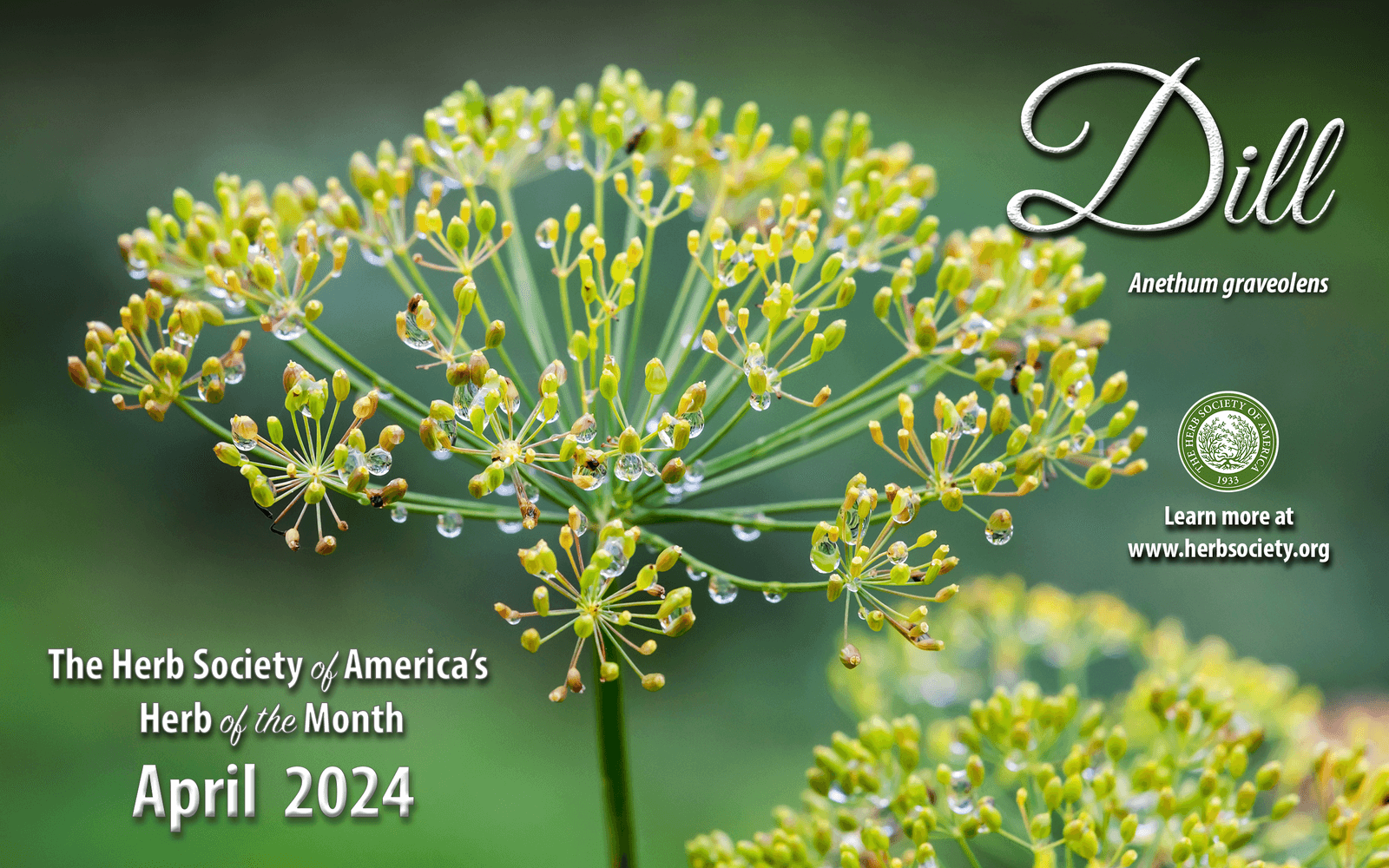 Herb of the Month : Herb Information : Learn : Herb Society of America
