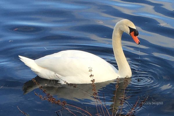 Swan Identification & Behavior | Trumpeter Swan Society