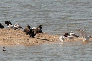 Home | Houston Audubon