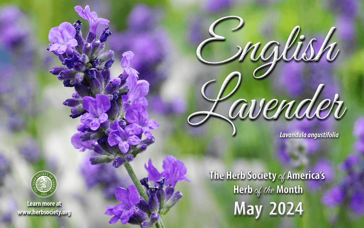 Herb of the Month : Herb Information : Learn : Herb Society of America