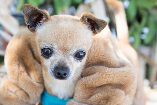 Shorty : 3R Dogs : Adopt : 3R Rescue, Inc.