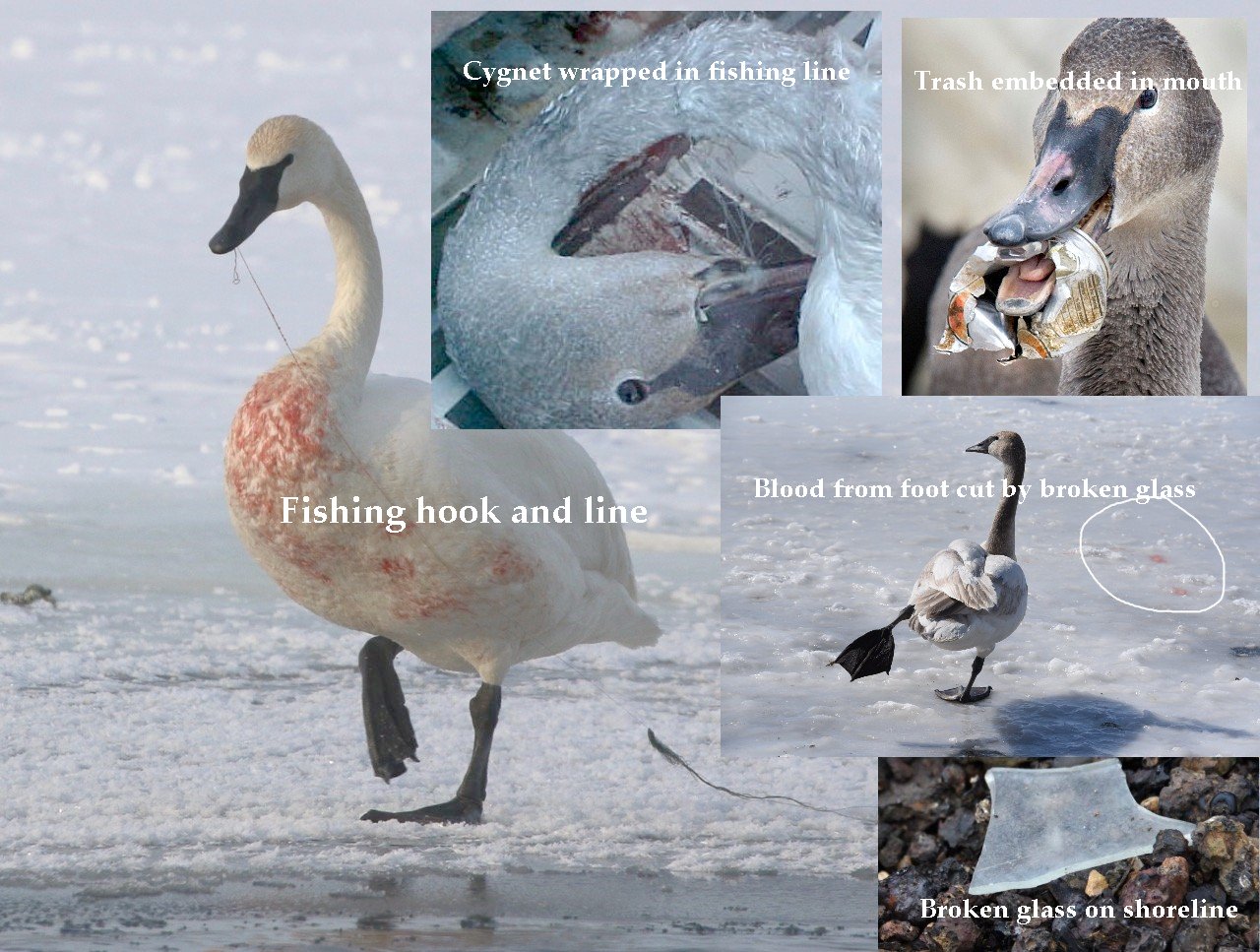 Swan Health | Trumpeter Swan Society