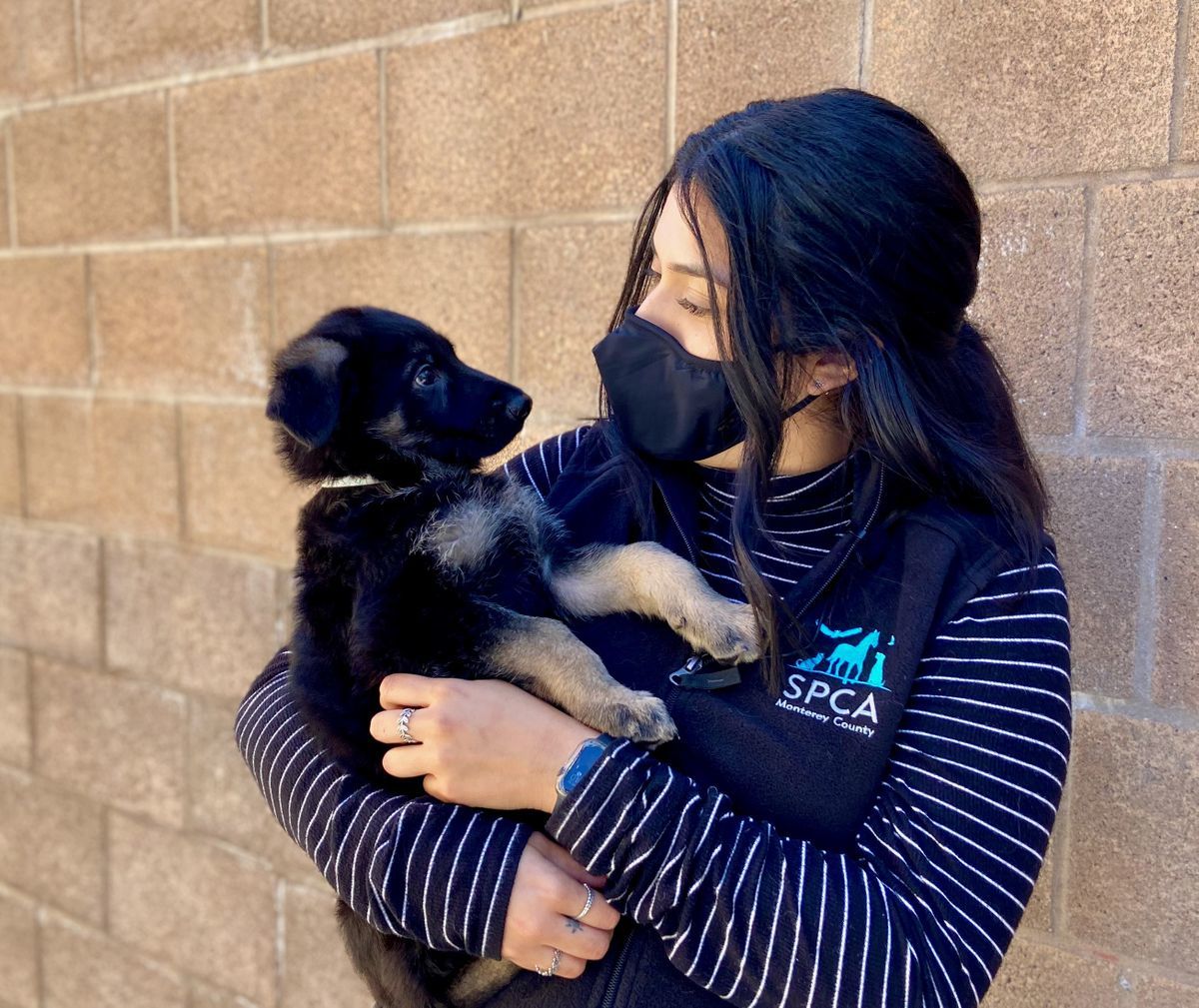 Getting Started - SPCA Monterey County