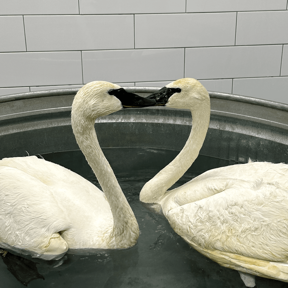 Lead Poisoning: The Silent Threat