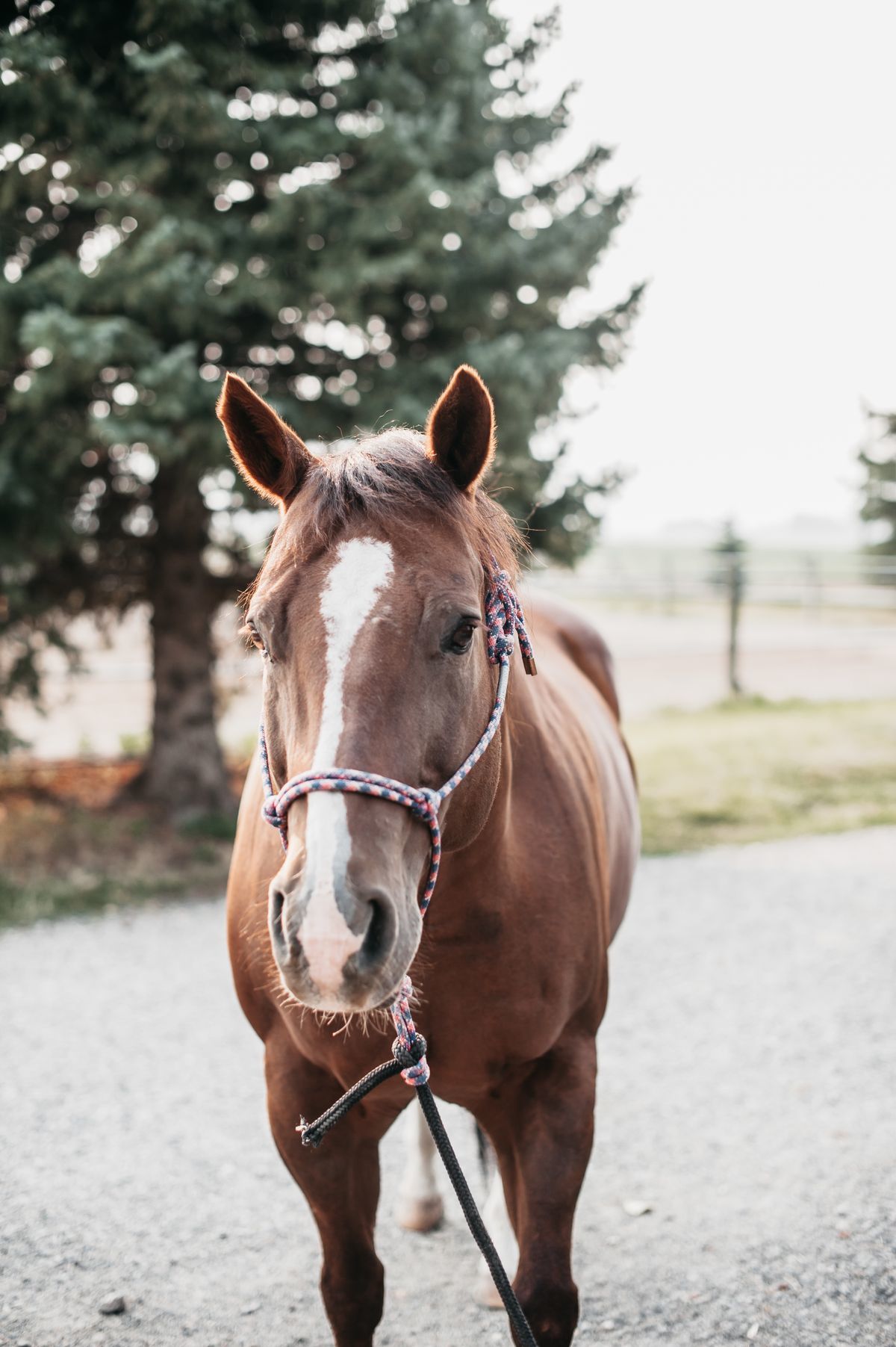 Horse Partners : Who We Are : Windhorse Equine Learning
