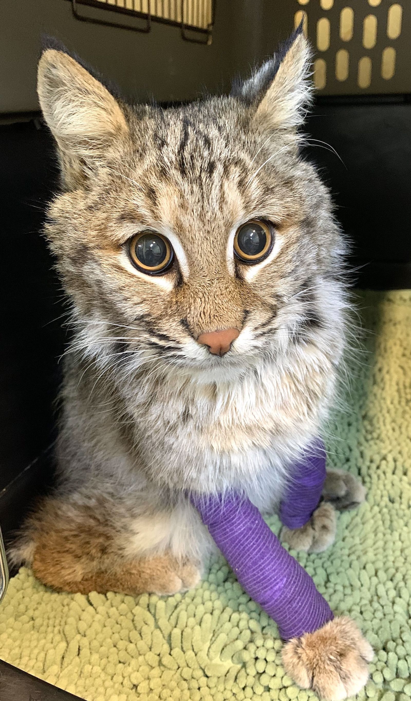 Liam : Ambassador Animals : Education : Acadia Wildlife Center