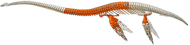 University of Nebraska State Museum of Natural History : Collections ...