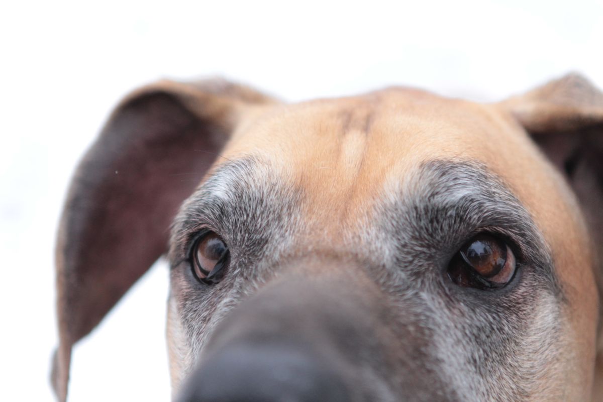 Home : Great Dane Rescue