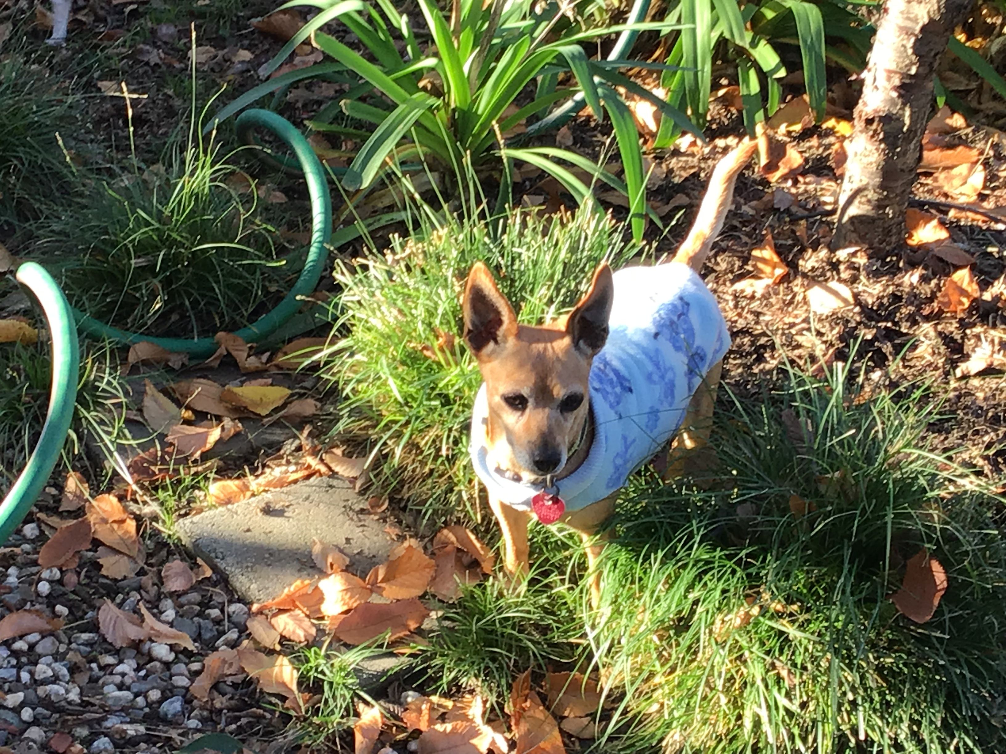 Daisy : 3R Dogs : Adopt : 3R Rescue, Inc.