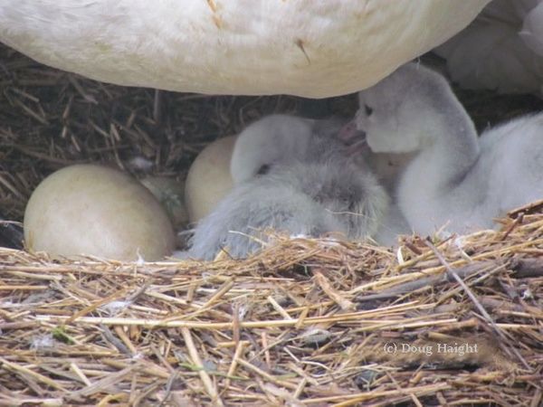 Juvenile Swan Identification | Trumpeter Swan Society