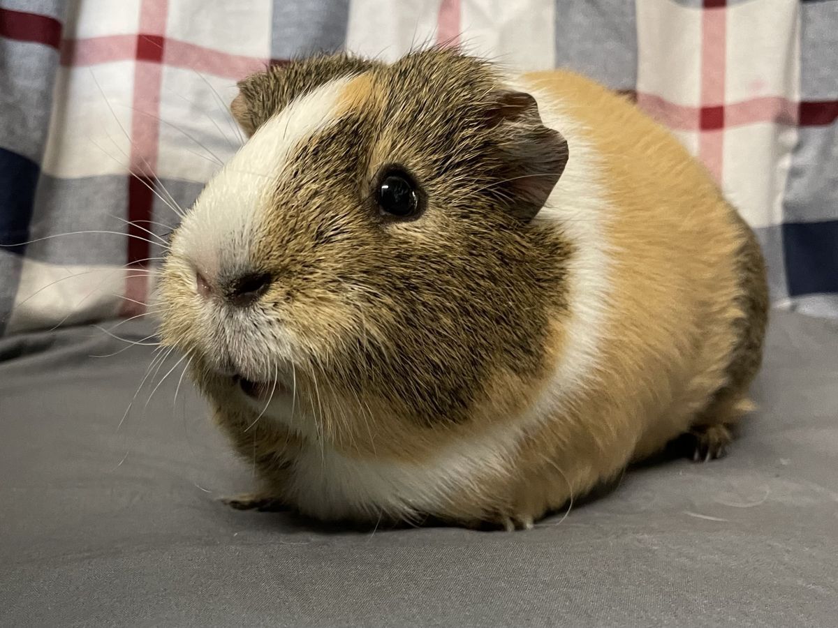 Ramapo-Bergen Animal Refuge