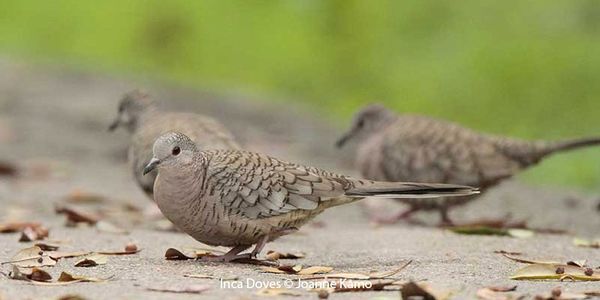 Inca Dove | Bird Gallery | Houston Audubon
