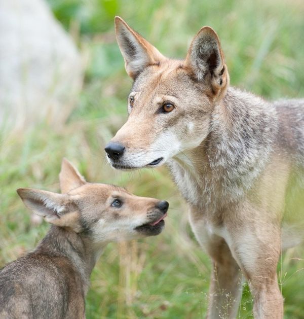 For the Love of Red Wolves : Nature Journals : Nature Journal ...