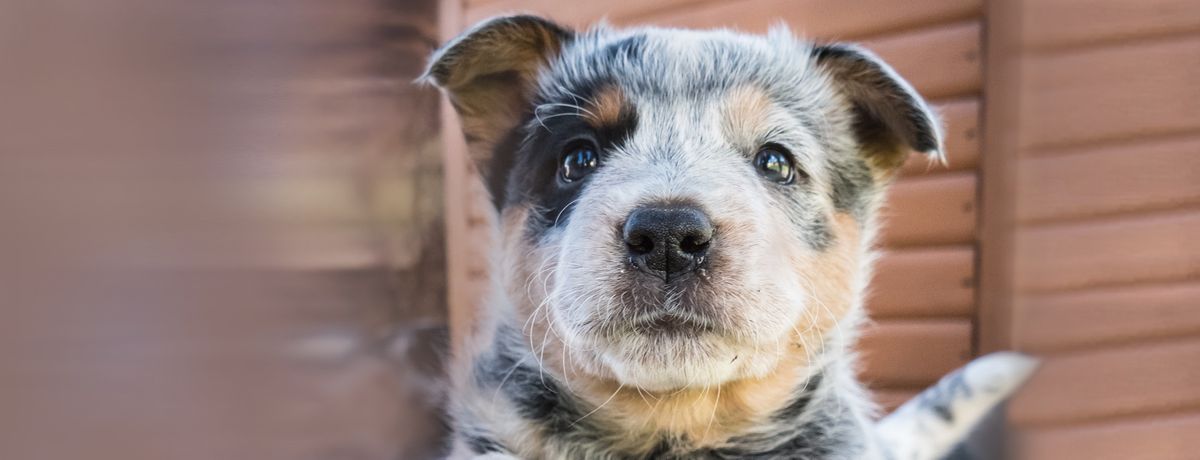 SPCA Monterey County