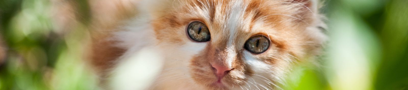 Overview : About Us : Homeward Animal Shelter