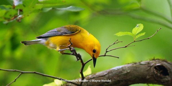 High Island Birding Classes | Sanctuaries | Houston Audubon