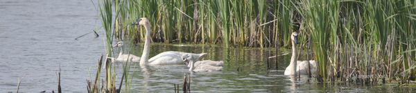 Family Bonds |Swan Behavior| Trumpeter Swan Society