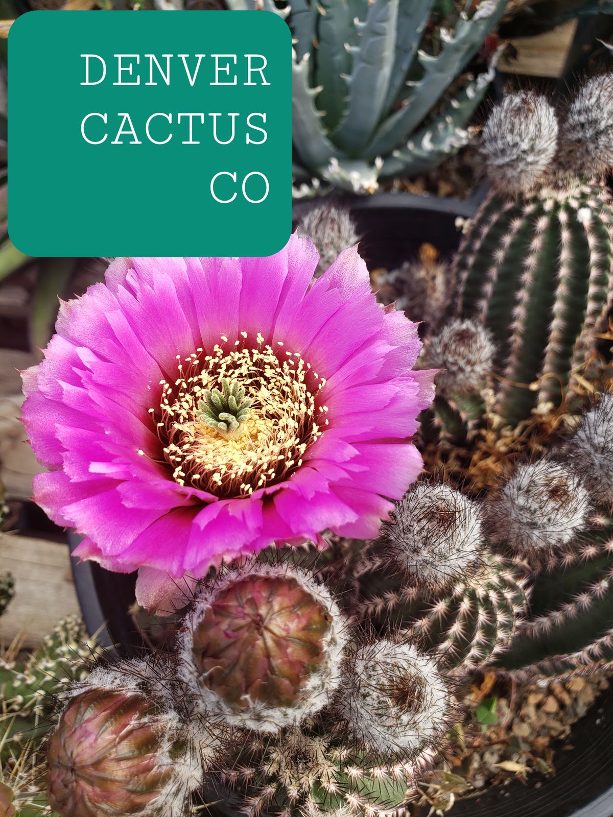 Home : Colorado Cactus & Succulent Society