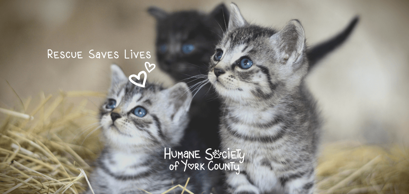 Home : Humane Society of York County