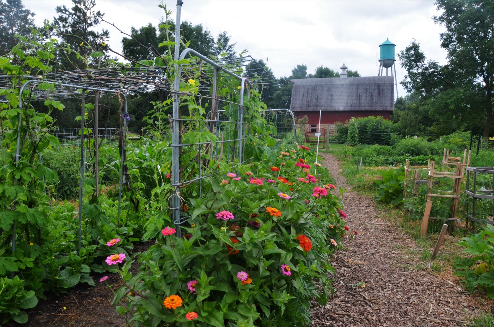 Mankato| Community Garden| Organic| Red Barn