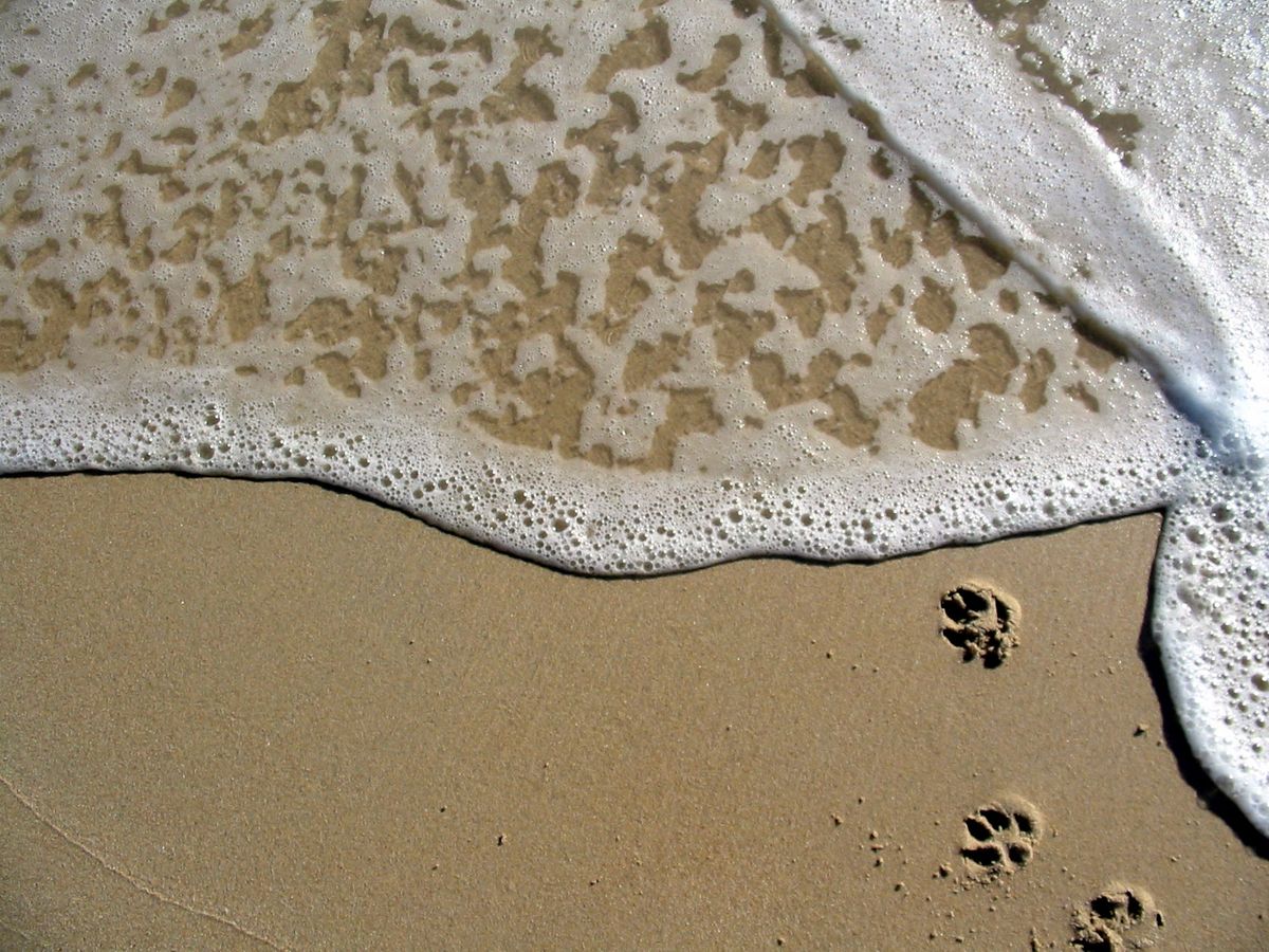 SPCA Compassionate Humane Euthanasia Services