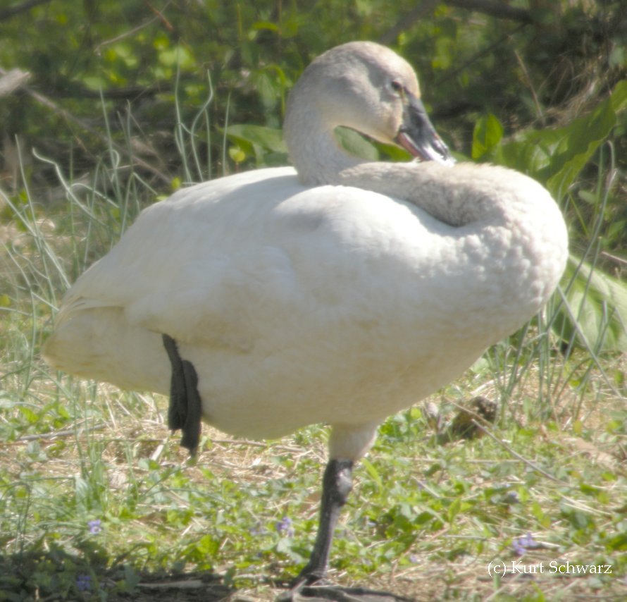 Juvenile Swan Identification | Trumpeter Swan Society