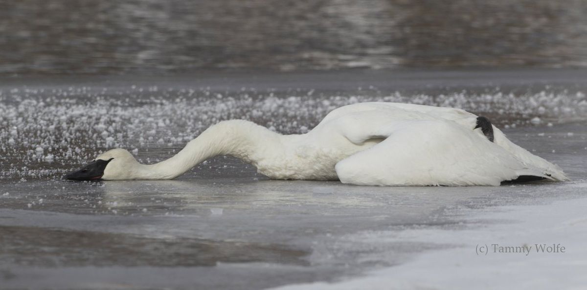 Top 10 Threats to Trumpeter Swans|Trumpeter Swan Society