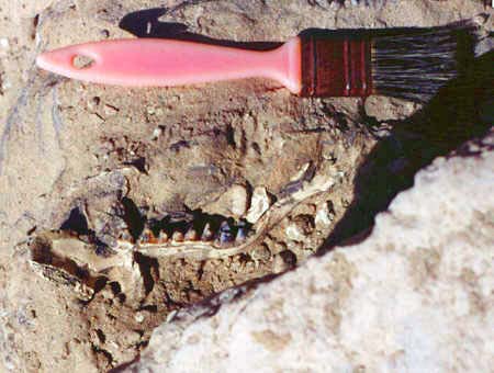 University of Nebraska State Museum of Natural History : Collections ...