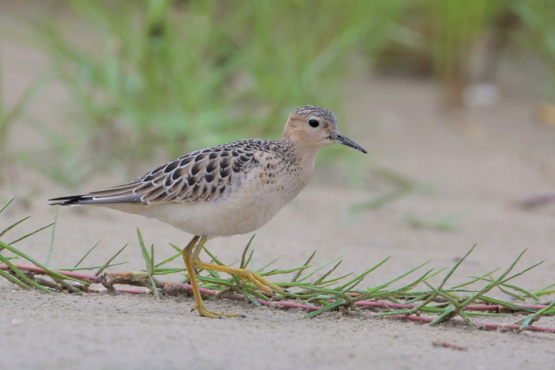 Buff-breasted Sandpiper | Bird Gallery | Houston Audubon