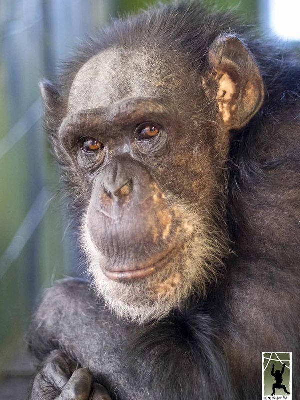 Adopt-a-Chimp : Donate : Fauna Foundation