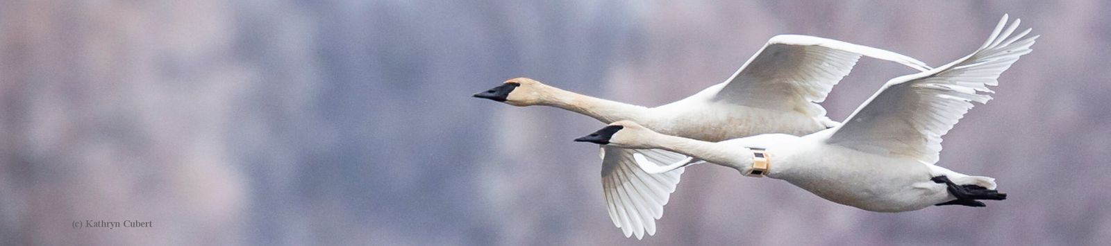 Tracking Swans |Trumpeter Swan Society