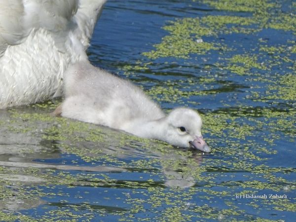 Juvenile Swan Identification | Trumpeter Swan Society
