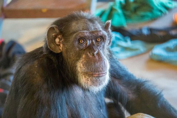 TATU : Current Residents Bio : What We Do : Fauna Foundation