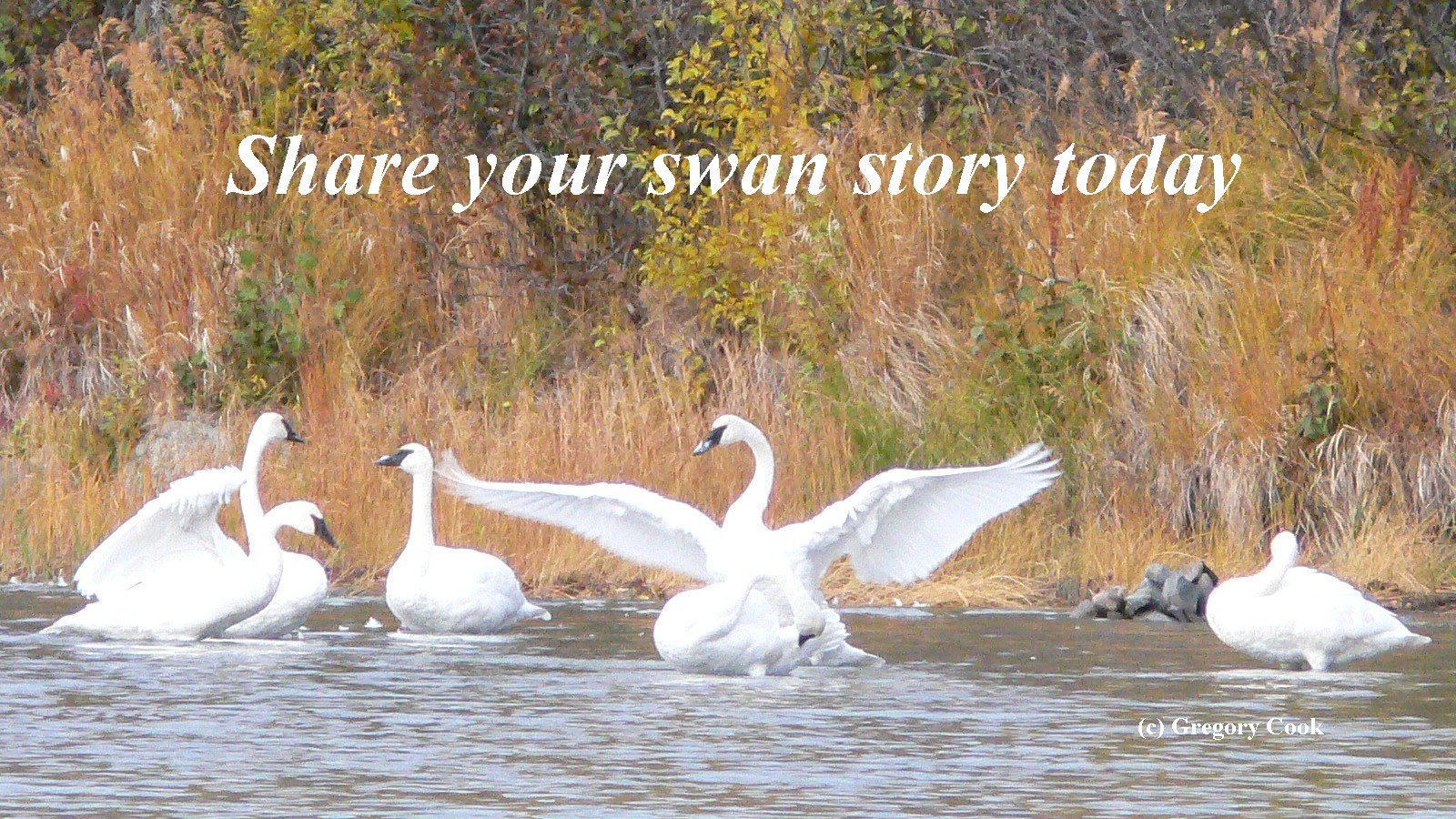 My Swan Story|Trumpeter Swan Society